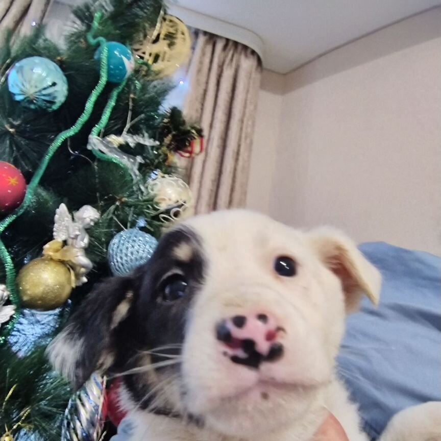 Щенок в добрые руки бесплатно