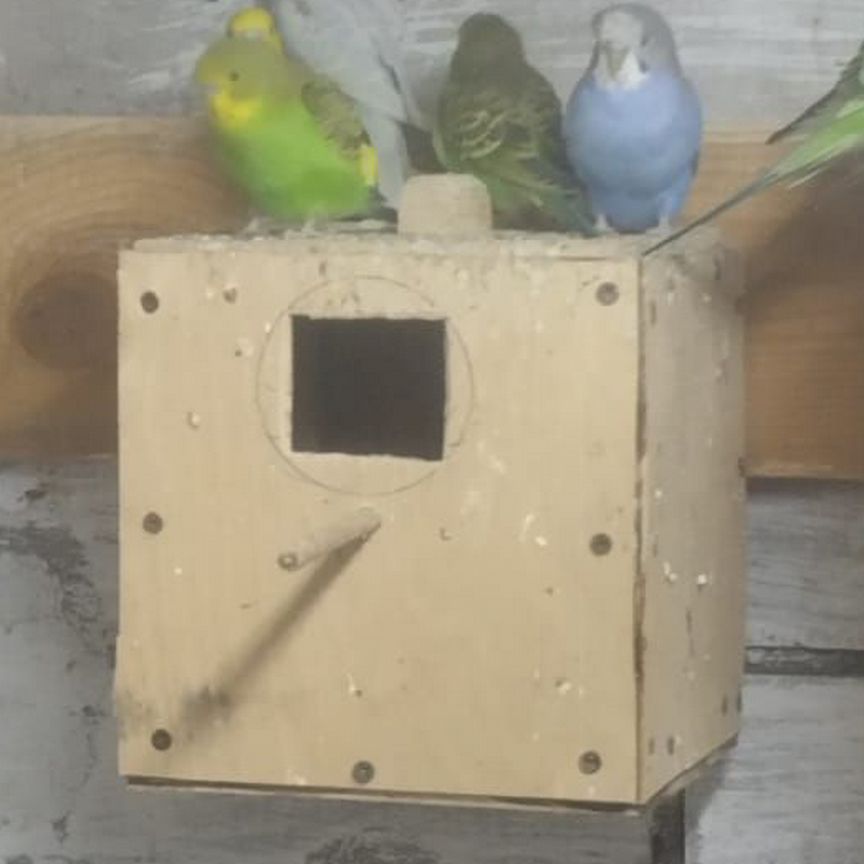 Волнистый попугай