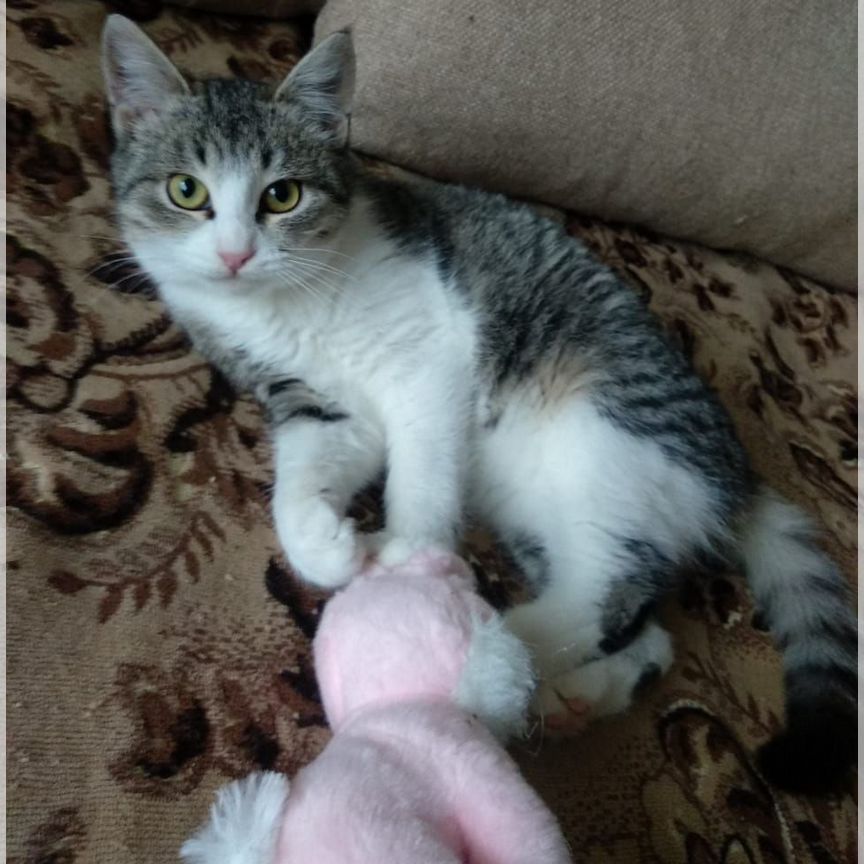 Котёнок в добрые руки