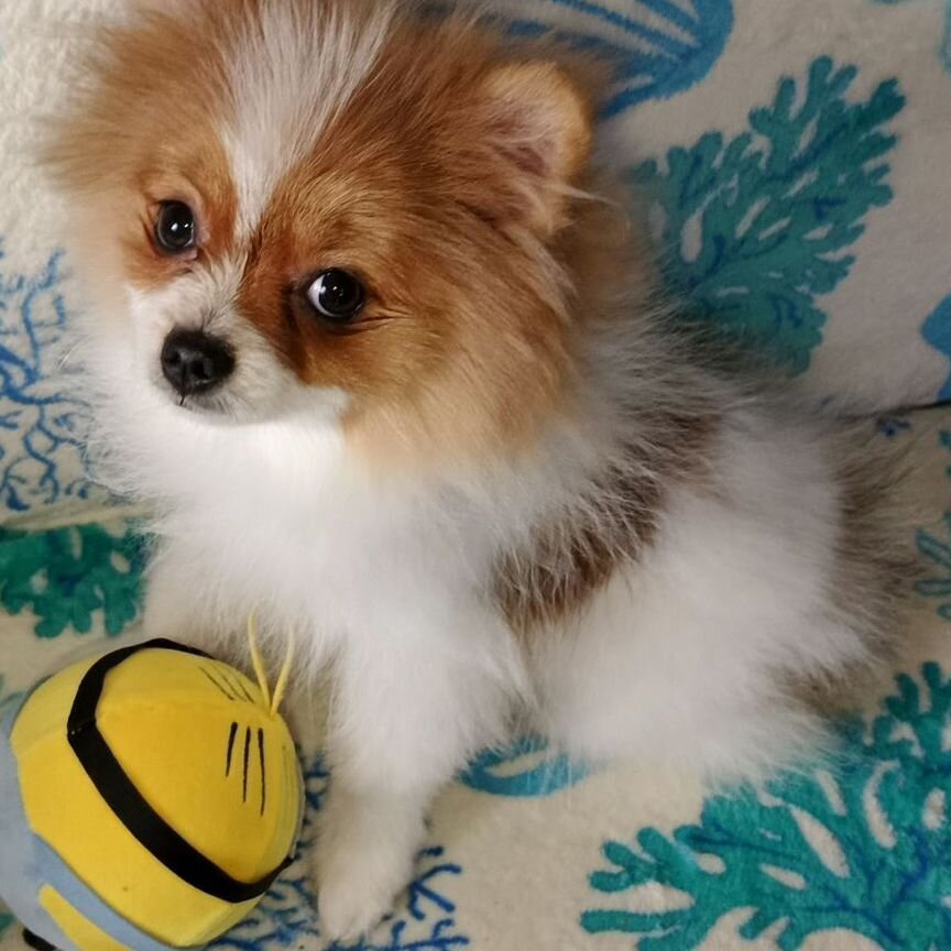 Померанский шпиц, щенок