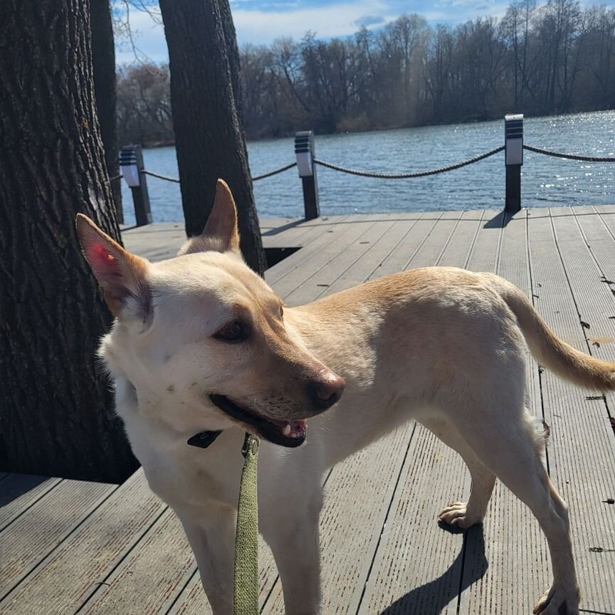 Белая собачка для души