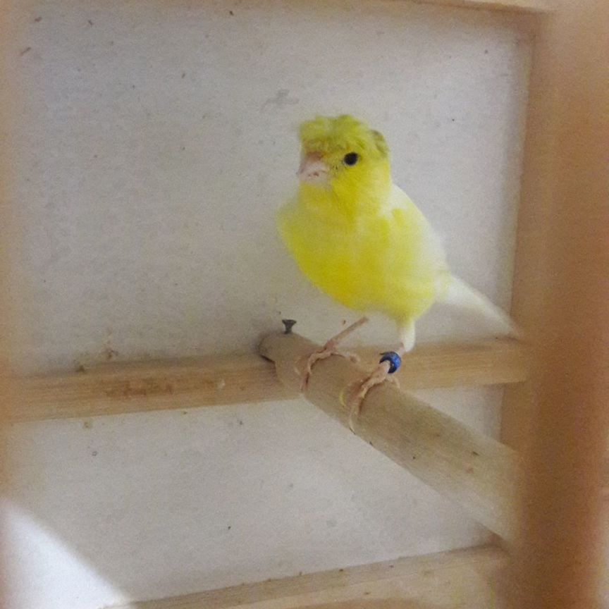 Кенара и канарейки