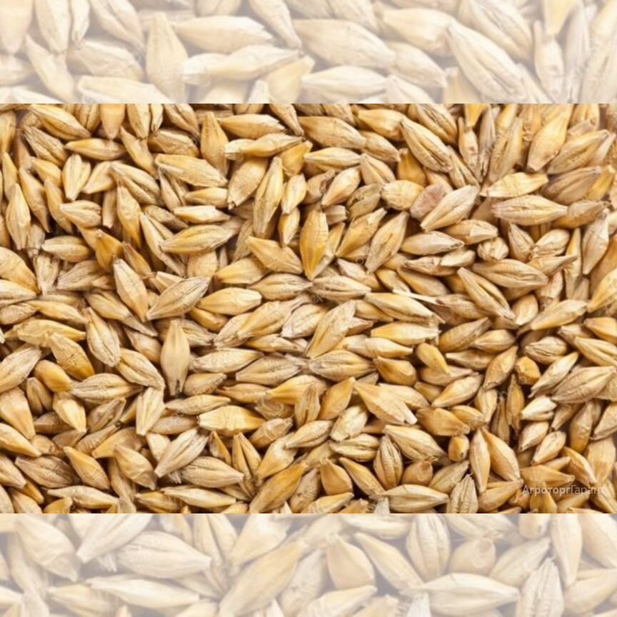 Продам ячмень