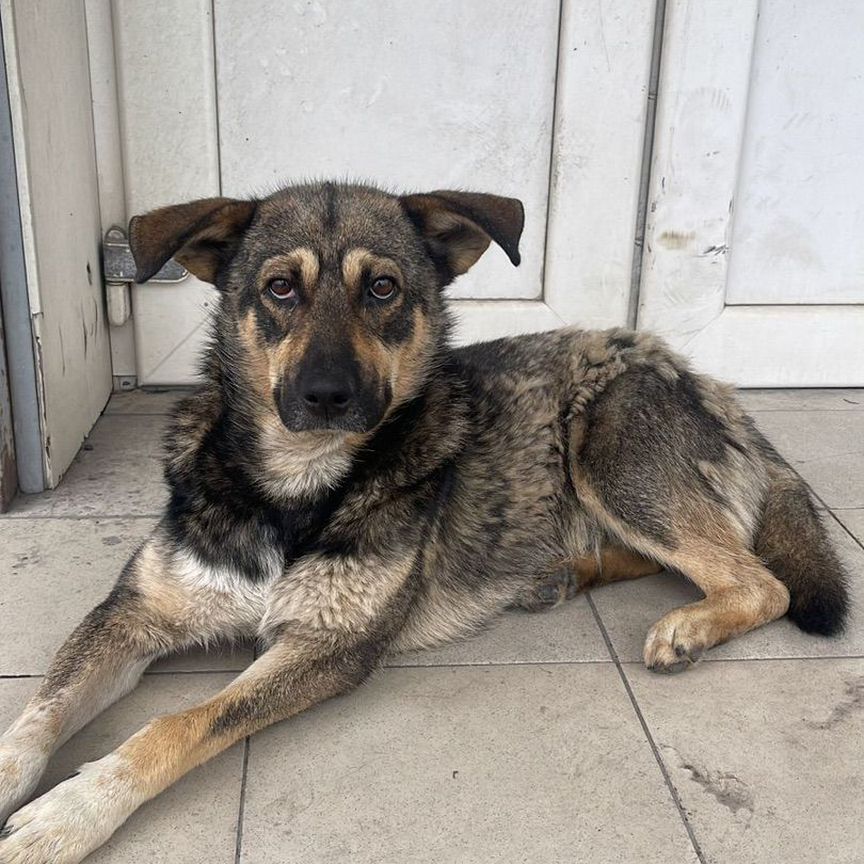 Собака в добрые руки