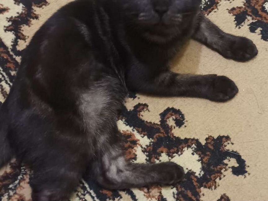 Котенок в добрые руки