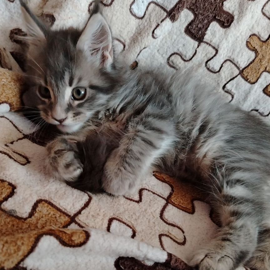 Мейн-кун котёнок