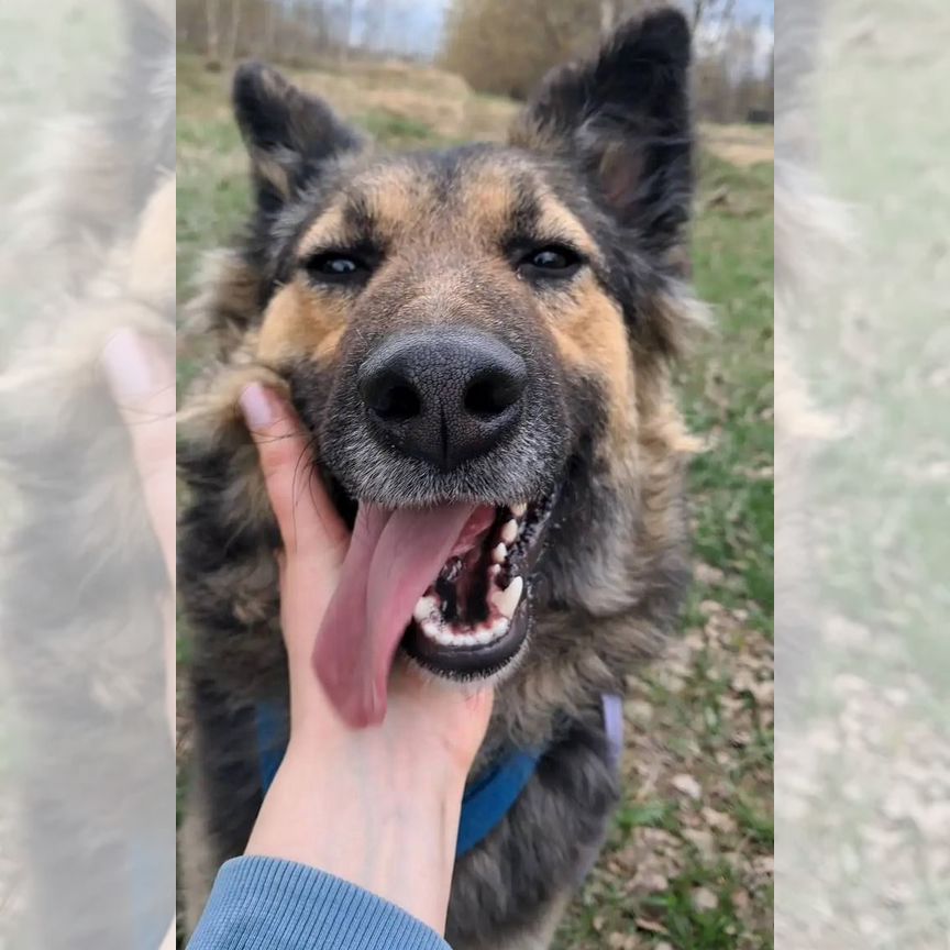 Взрослая собака в добрые руки