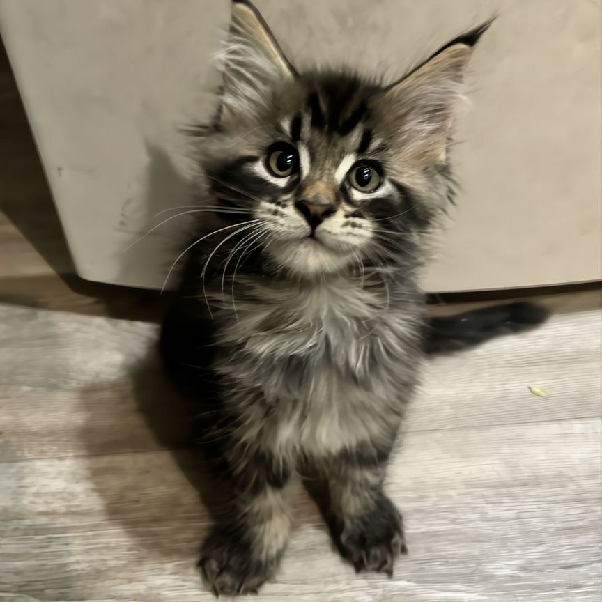 Мейн-кун котёнок