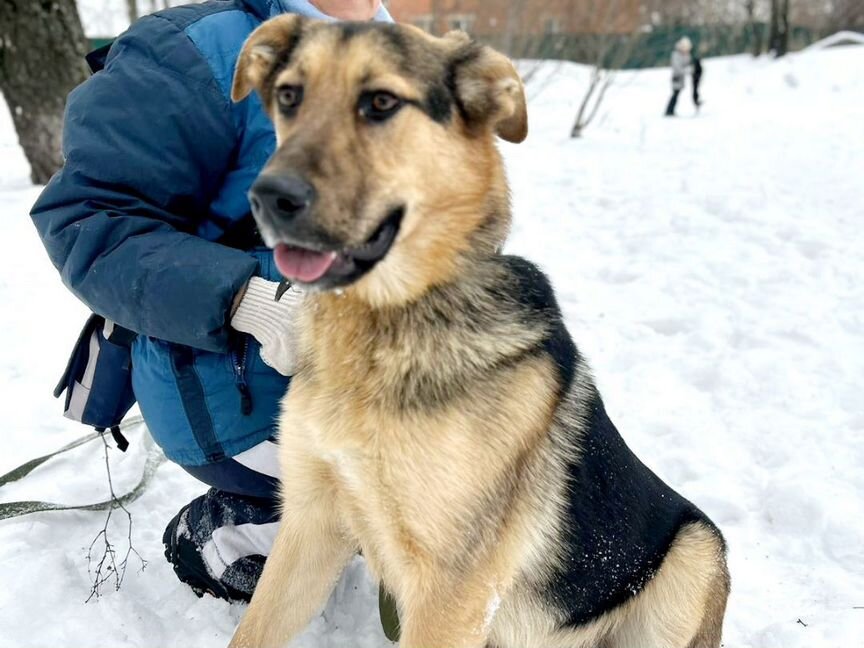 Классный Рэм ищет дом