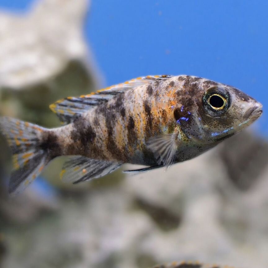 Цихлиды мультиколор