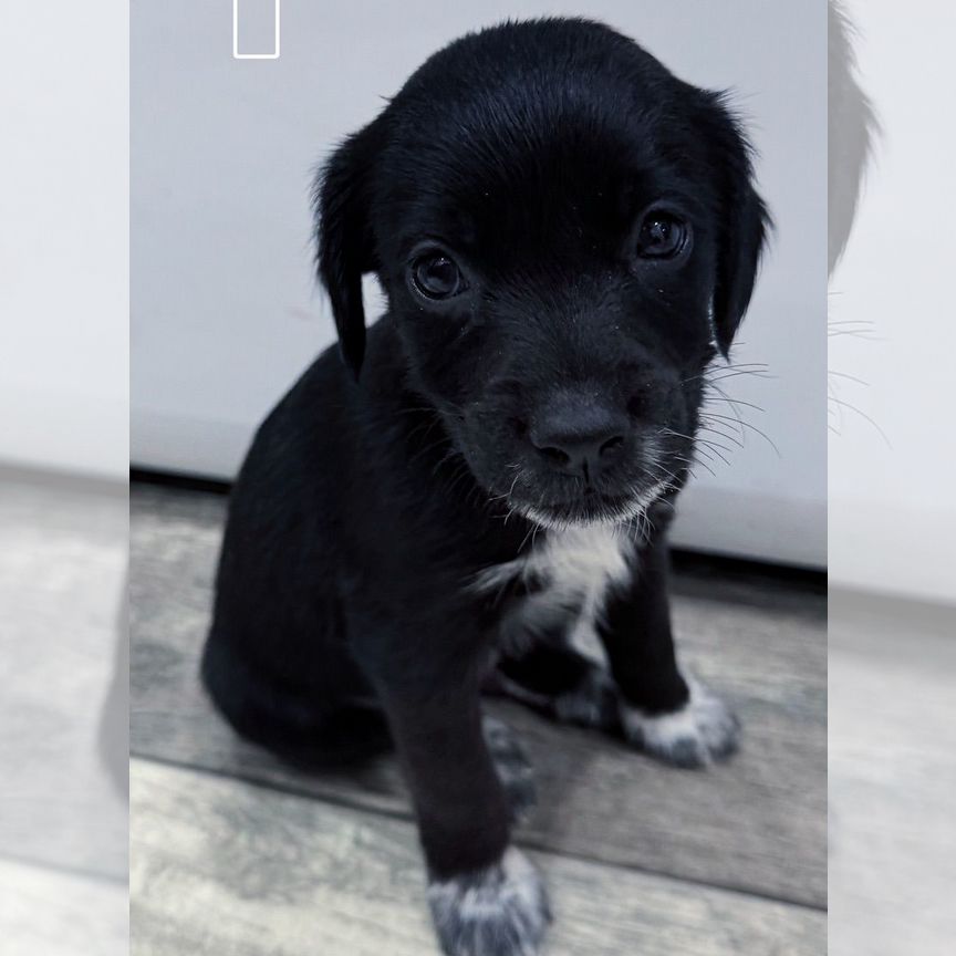 Русский охотничий спаниель, щенок