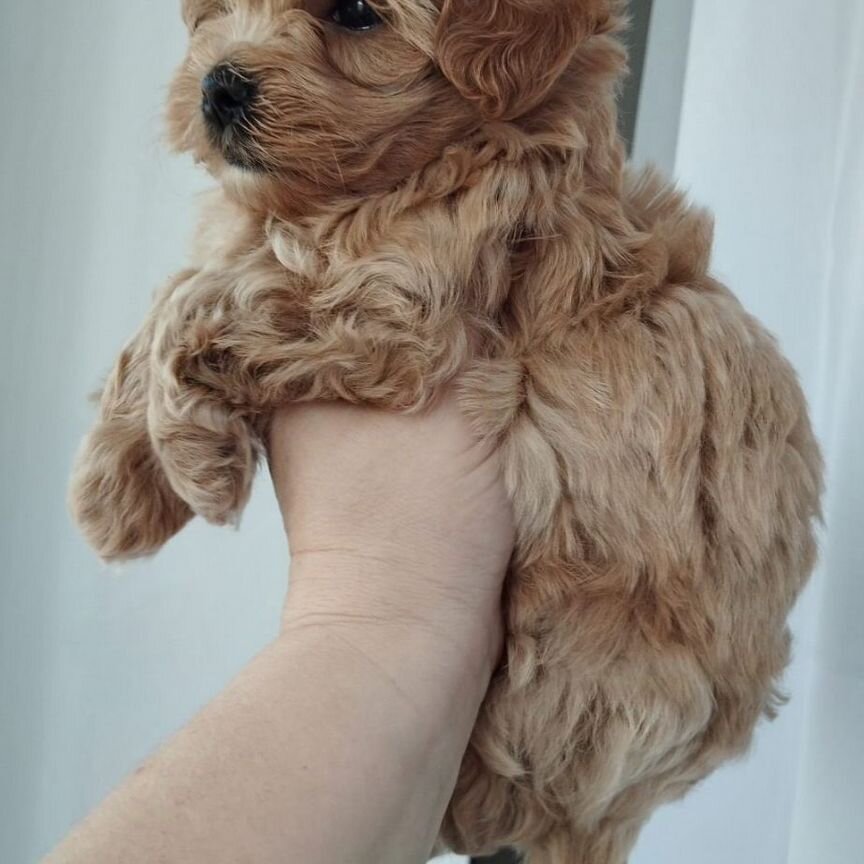 Купить мальтипу