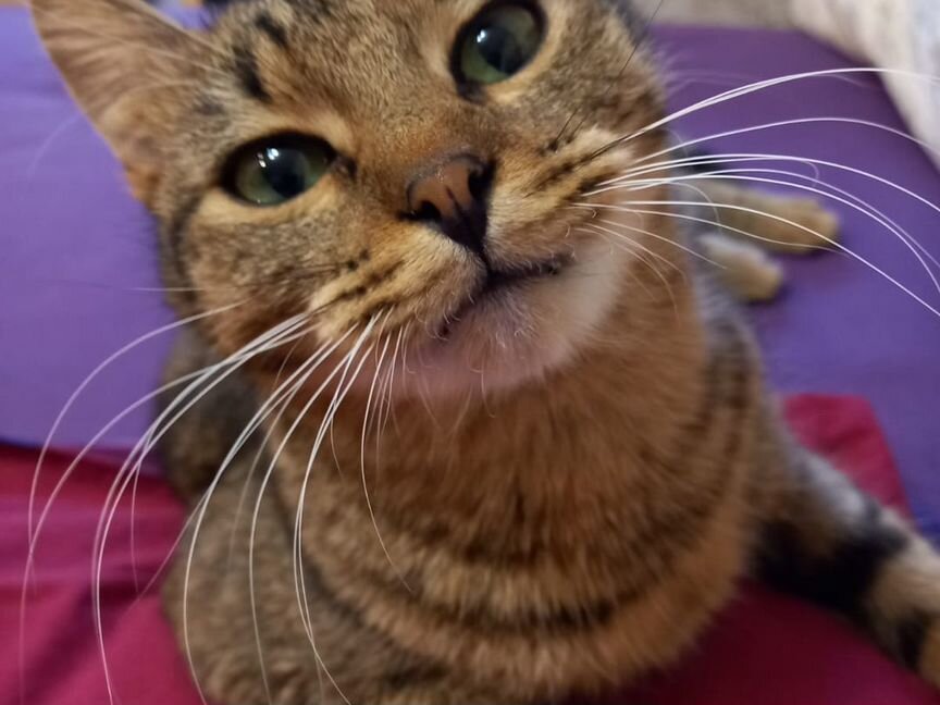 Кошки в добрые руки