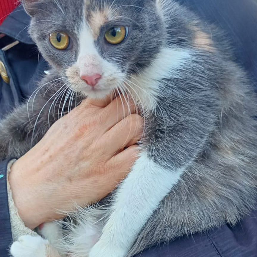 Кошечка 6 мес