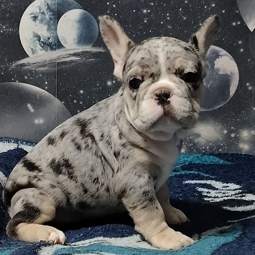 Французский бульдог, щенок