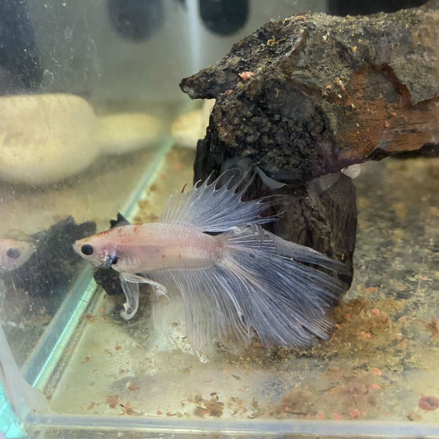 Петушок аквариумные рыбки