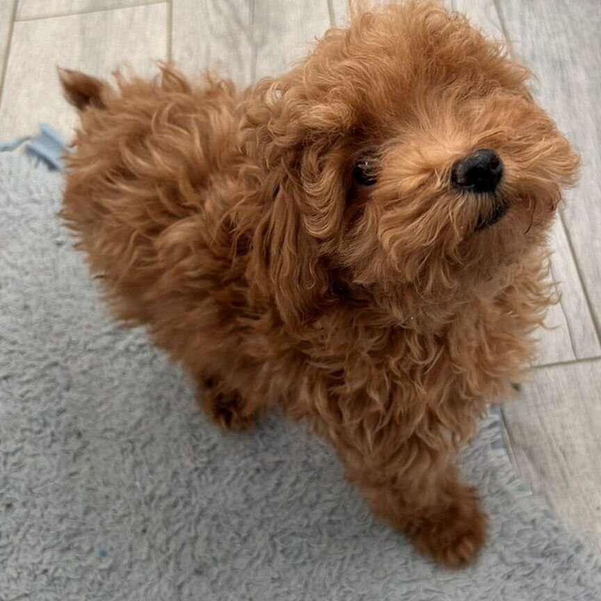 Той-пудель, щенок