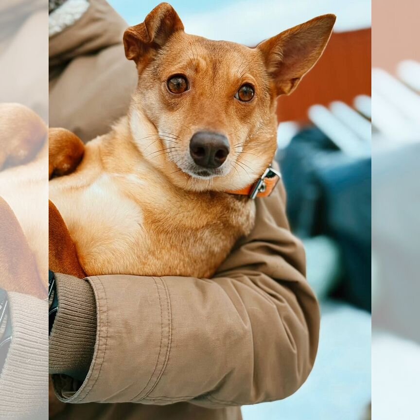 Взрослая собака в добрые руки