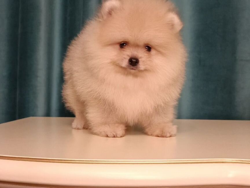 Шпиц