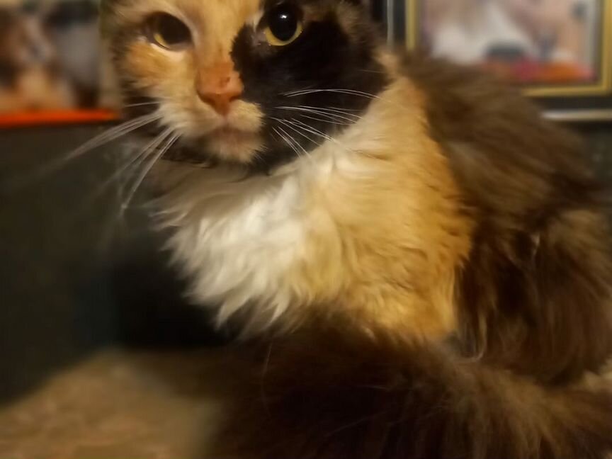 Спаси трехцветную суперласковую кису