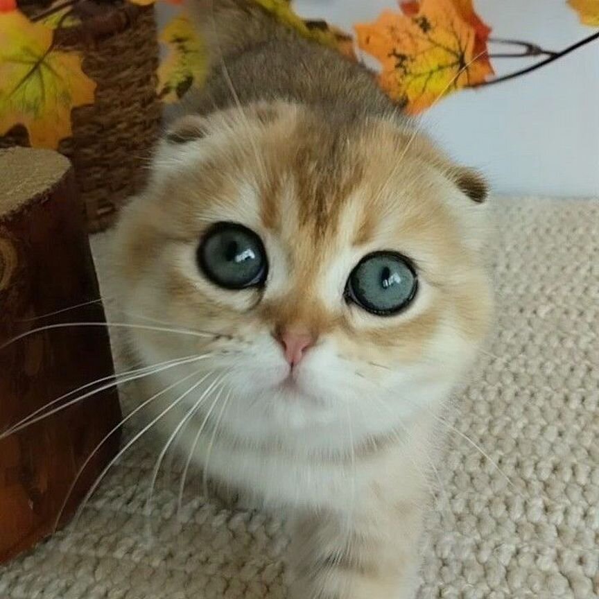 Котенок девочка