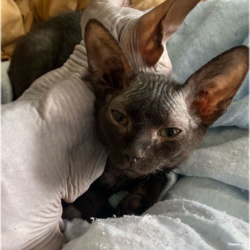 Донской сфинкс котёнок