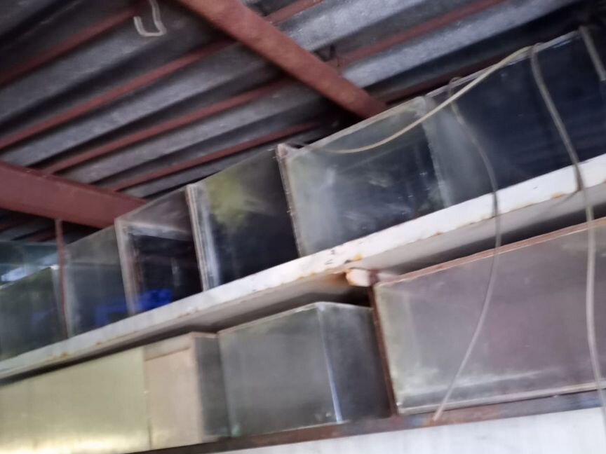 Нерестовики и аквариумы