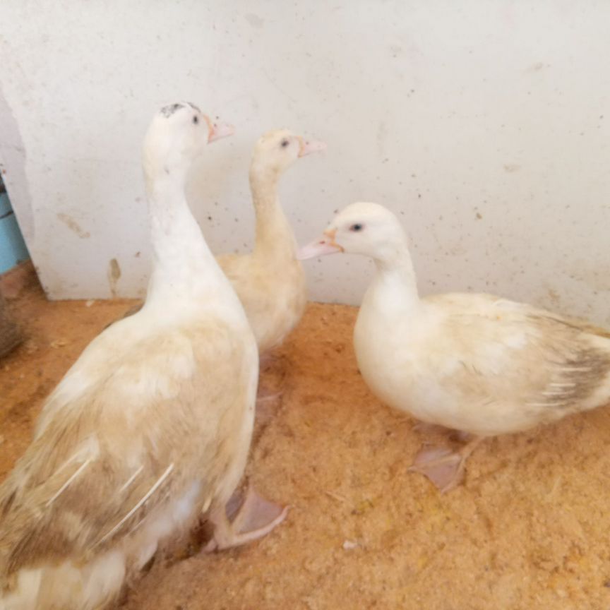 Мускусные утки на племя