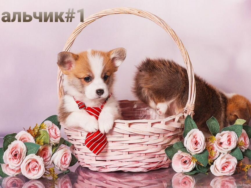 Вельш-корги пемброк мальчики РКФ