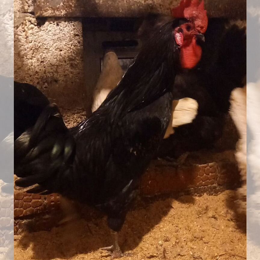 Петух Леггорн