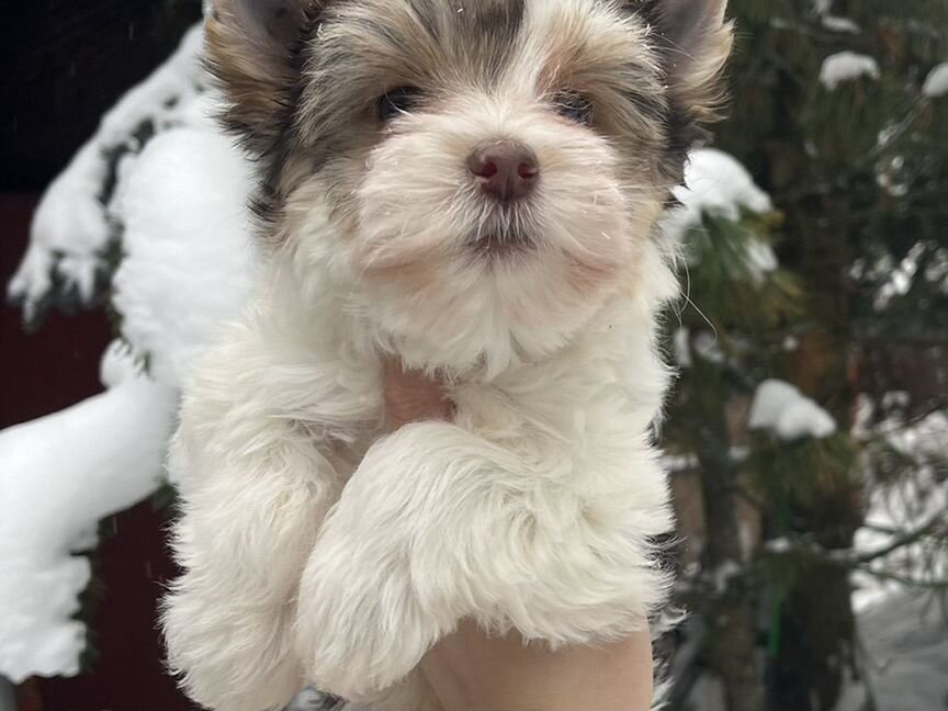 Биро йорк (шоколдно-бело-золотой бивер)