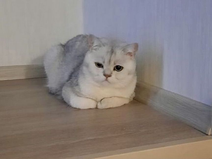Котишки из приюта ждут человека