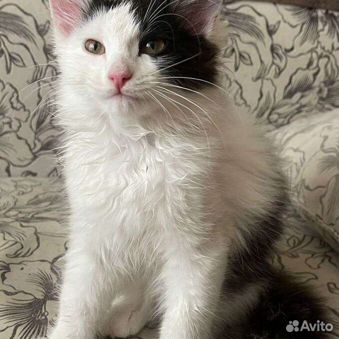 Котенок- облачко)