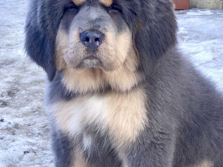 Голубая девочка Тибетского мастифа