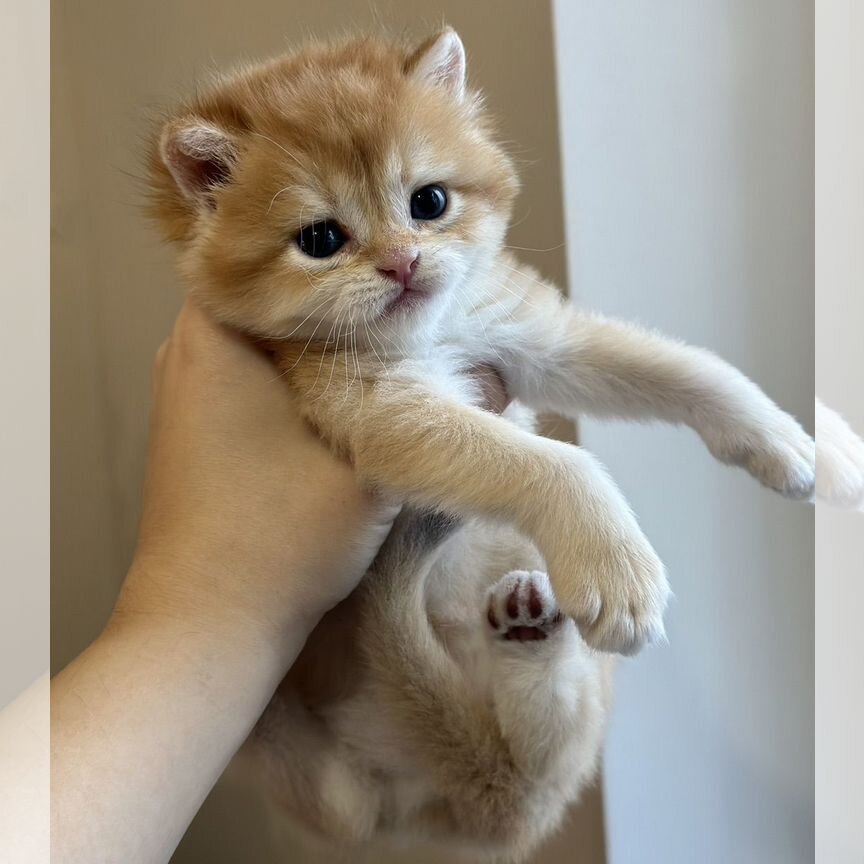 Британский короткошёрстный котёнок
