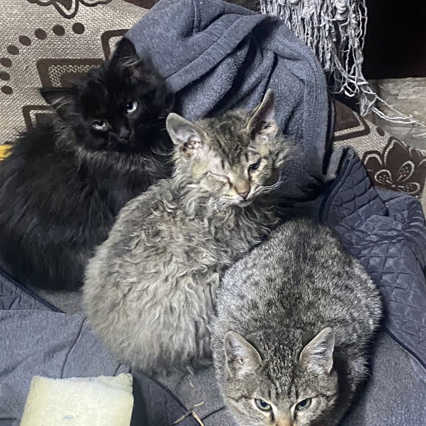 Котята обычные