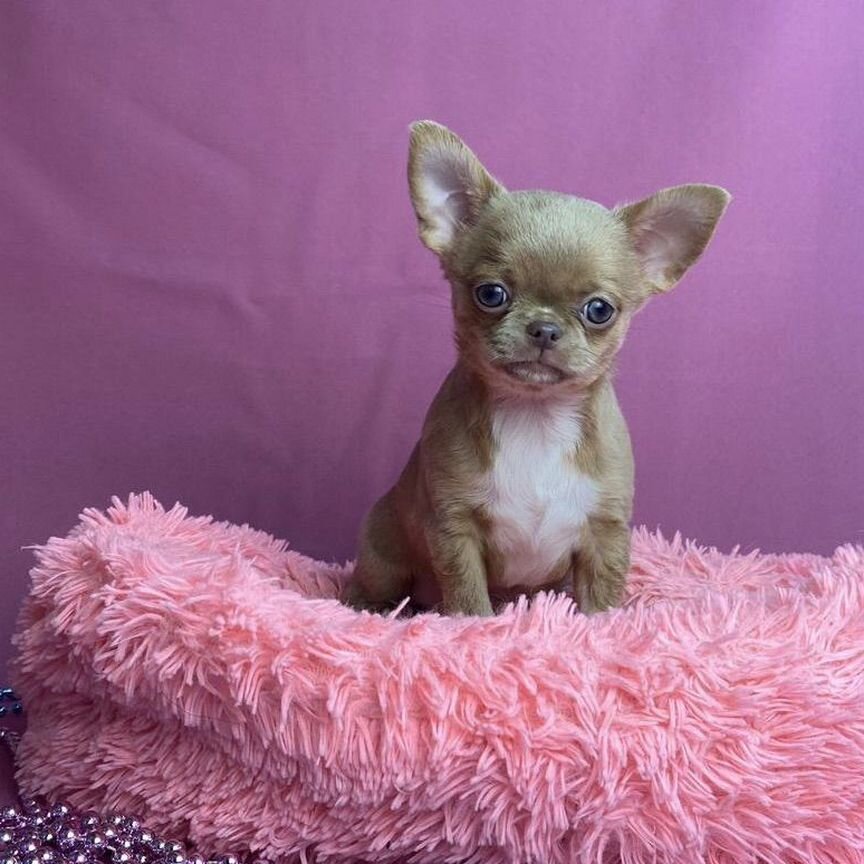 Чихуахуа, щенок