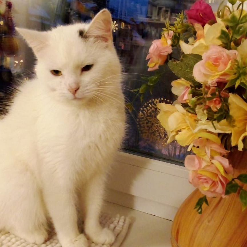 Кошка Вита