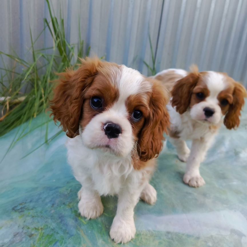 Сестрички Кавалерочки