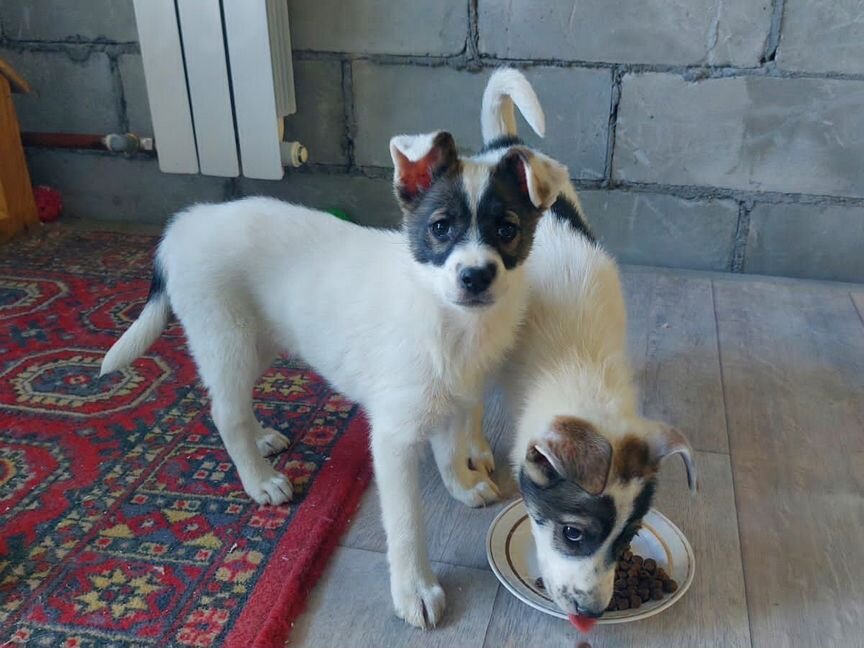 Щенки Геля и Жоржик 2,5 мес с прививками доставка