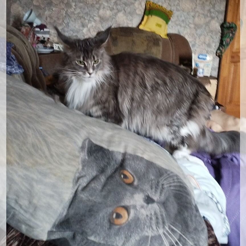 Кошки майкун