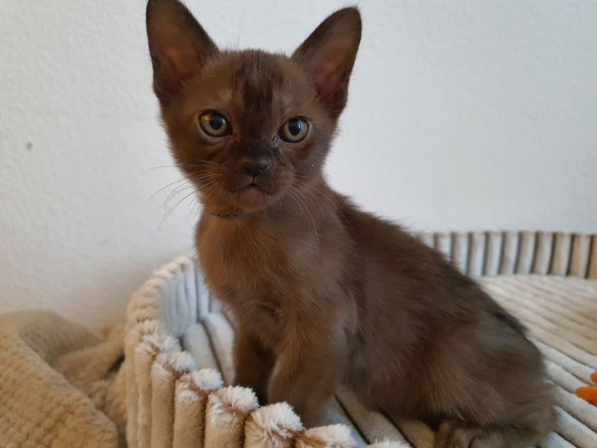 Бурманский малыш