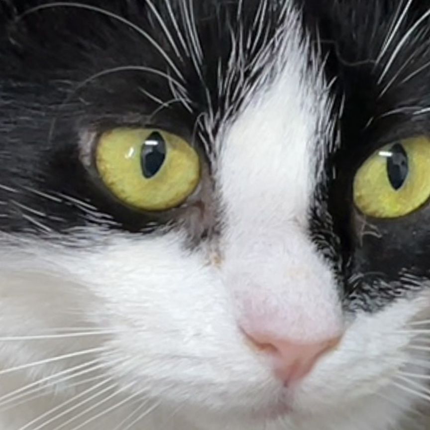 Кошка 1 год Катя в добрые руки