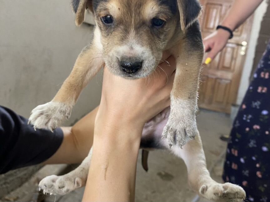 Щенки беслпатно