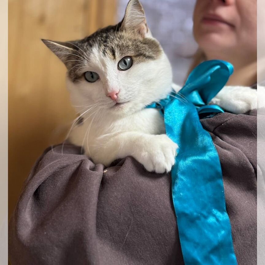 Взрослый кот в добрые руки