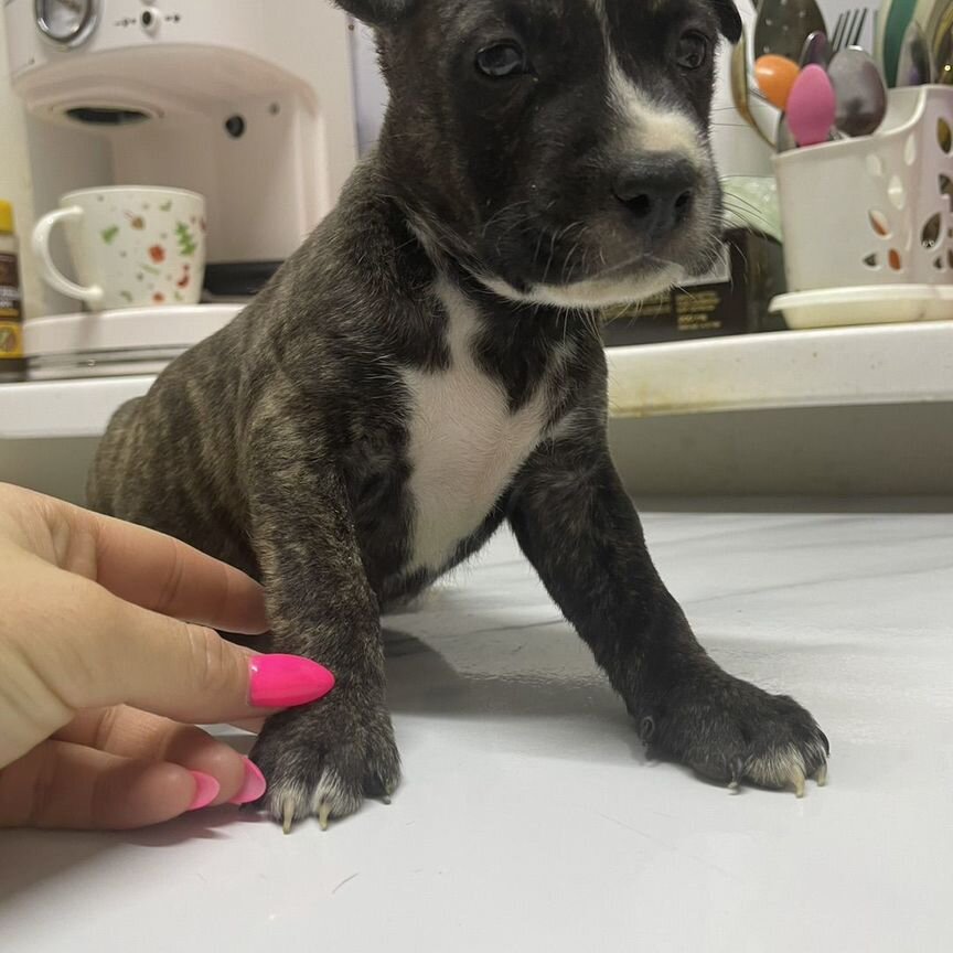 Щенок (мальчик) Стаффорд