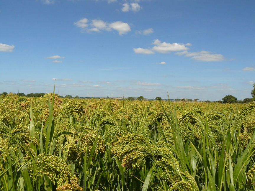 Просяная солома