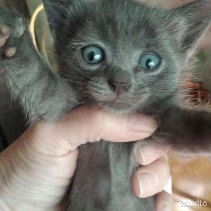 В добрые оук