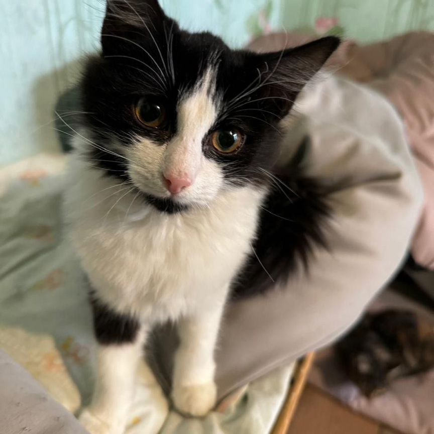 Котёнок Моника из приюта в добрые руки