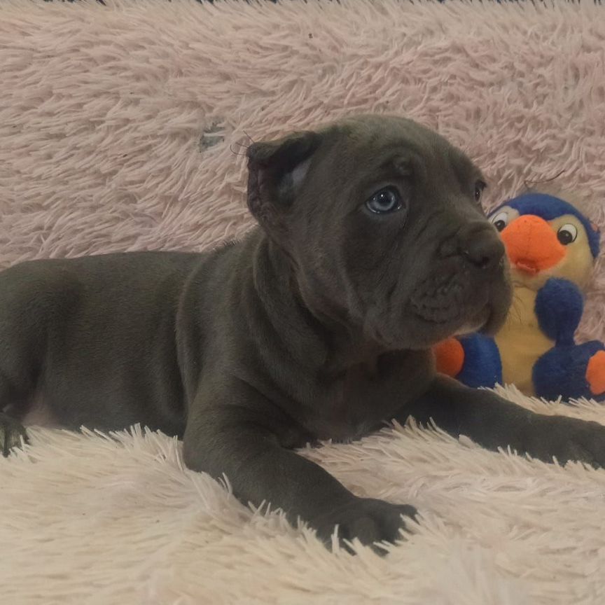 Итальянский Кане Корсо